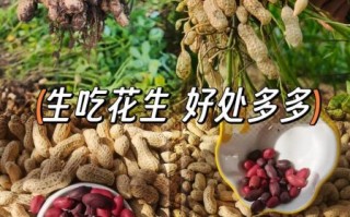 什么时候吃花生最好_花生一天吃多少合适