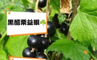 醋栗浆果的功效与作用_醋栗浆果怎么吃