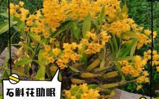 女人喝石斛泡水的好处_女人喝石斛泡水会上火吗