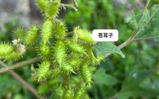 苍耳是什么植物_苍耳的功效与作用