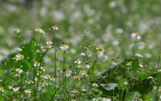 野花视频在线观看免费观看8_野花视频如何安全使用