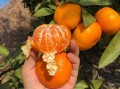 蜜桔图片怎么拍好看_蜜桔图片拍摄技巧
