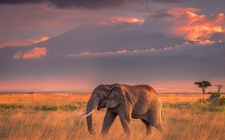 大象图片_大象图片高清壁纸哪里下载