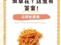 虫草花孕妇可以吃吗_孕妇吃虫草花注意事项