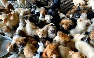 肉狗品种有哪些_肉狗养殖什么品种好