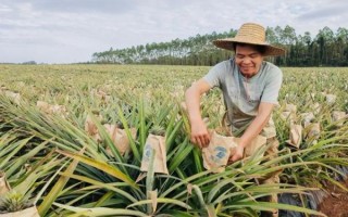 菠萝是怎么长出来的_菠萝种植全过程