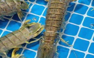 虾蛄和皮皮虾有什么区别_哪个更好吃