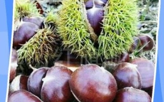 生板栗怎么剥壳_生板栗去壳最快方法