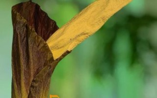 魔芋图片植物图片开花_魔芋开花长什么样 魔芋图片植物图片开花_魔芋开花长什么样