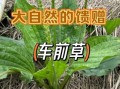 假车前草图片大全_如何辨别真假车前草