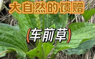假车前草图片大全_如何辨别真假车前草