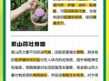 大薯的功效与作用禁忌_大薯什么人不能吃