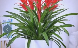 镇宅又聚财的花有哪些_家里养什么花最招财