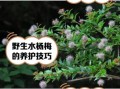 草本水杨梅长什么样_水杨梅和草本水杨梅区别