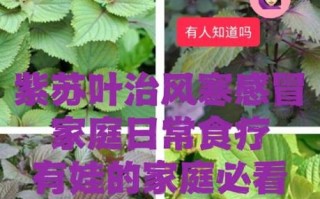 紫苏叶的功效与作用_紫苏叶主治哪些病