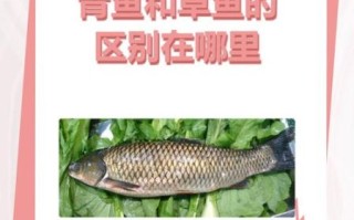 东北吃的青鱼是什么鱼_东北青鱼与草鱼区别