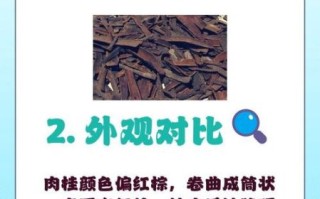 肉桂和桂皮的区别是什么_哪个更适合炖肉