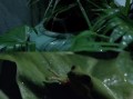 青木瓜之味电影免费观看_哪里能看高清完整版