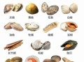 贝类品种大全_贝类有哪些常见种类