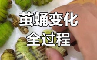 蚕蛹怎么变成蛾子_蚕蛹变蛾子要多久