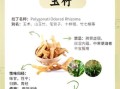 新鲜玉竹的功效与作用_怎么吃效果最好