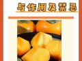 脆柿子吃了会上火吗_脆柿子的功效与作用禁忌