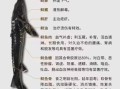 鲟鱼图片多少钱一斤_鲟鱼价格行情