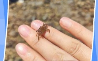 螃蟹吃什么东西养的活_家养螃蟹喂什么食物