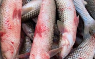 海梭鱼长什么样_海梭鱼有毒吗