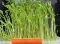 豌豆芽苗菜怎么种_豌豆芽苗菜种植方法