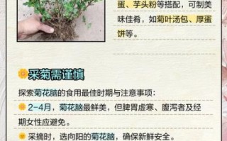 菊花脑的功效与作用_菊花脑怎么吃最养生