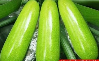 西葫芦怎么保存_西葫芦可以生吃吗