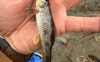 农村河里钓鱼技巧_农村河里能钓到哪些鱼