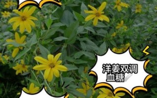 洋生姜的功效与作用_洋生姜怎么吃效果最好