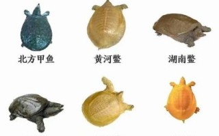 甲鱼图片高清_甲鱼图片大全哪里找