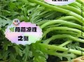 茼蒿是凉性还是热性_孕妇能吃吗