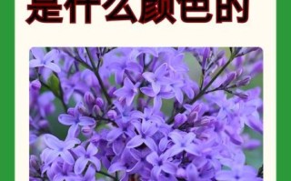 丁香花的花语是什么_丁香花为什么象征纯洁爱情