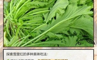 雪里红苦是什么原因_雪里红发苦还能吃吗