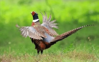野鸡和山鸡的区别_野鸡是不是保护动物