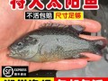 太阳鱼多少钱一斤_太阳鱼价格行情