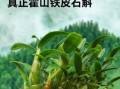霍山铁皮石斛的功效与作用_怎么吃效果最好
