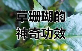 珊瑚草图片怎么拍_珊瑚草的功效与作用