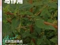 野刺苋菜根治痔疮图片_野刺苋菜根怎么用