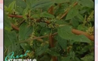 野刺苋菜根治痔疮图片_野刺苋菜根怎么用