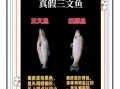 三文鱼正身图片怎么看_如何辨别新鲜度
