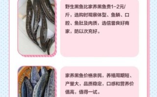 野生黑鱼和家养黑鱼区别_如何一眼分辨