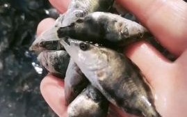 桂鱼苗怎么养_桂鱼苗养殖注意事项