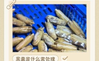 吃蛏子要除掉内脏吗_蛏子内脏怎么清理