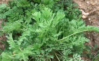 青蒿草农村叫什么_农村土名叫什么