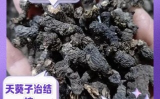 天葵子功效与作用_天葵子图片识别要点